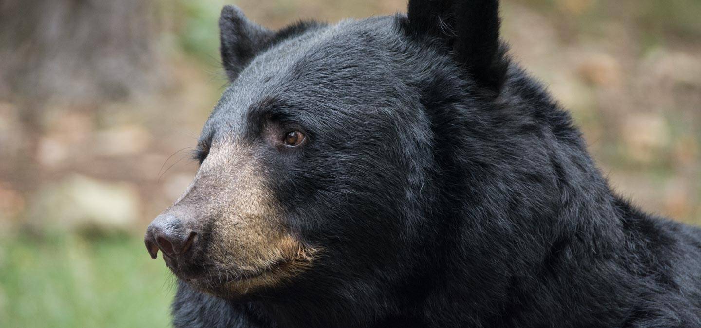 Black Bear Face Profile