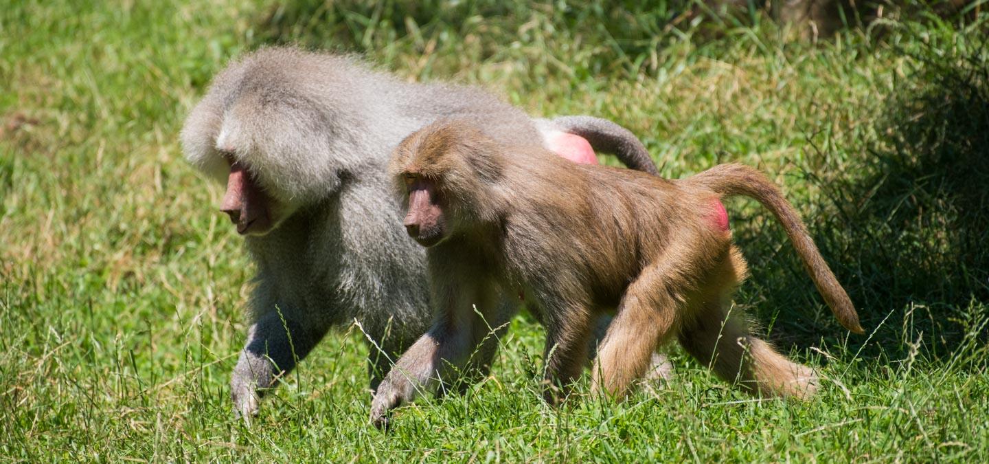 Baboons Habitat | North Carolina Zoo