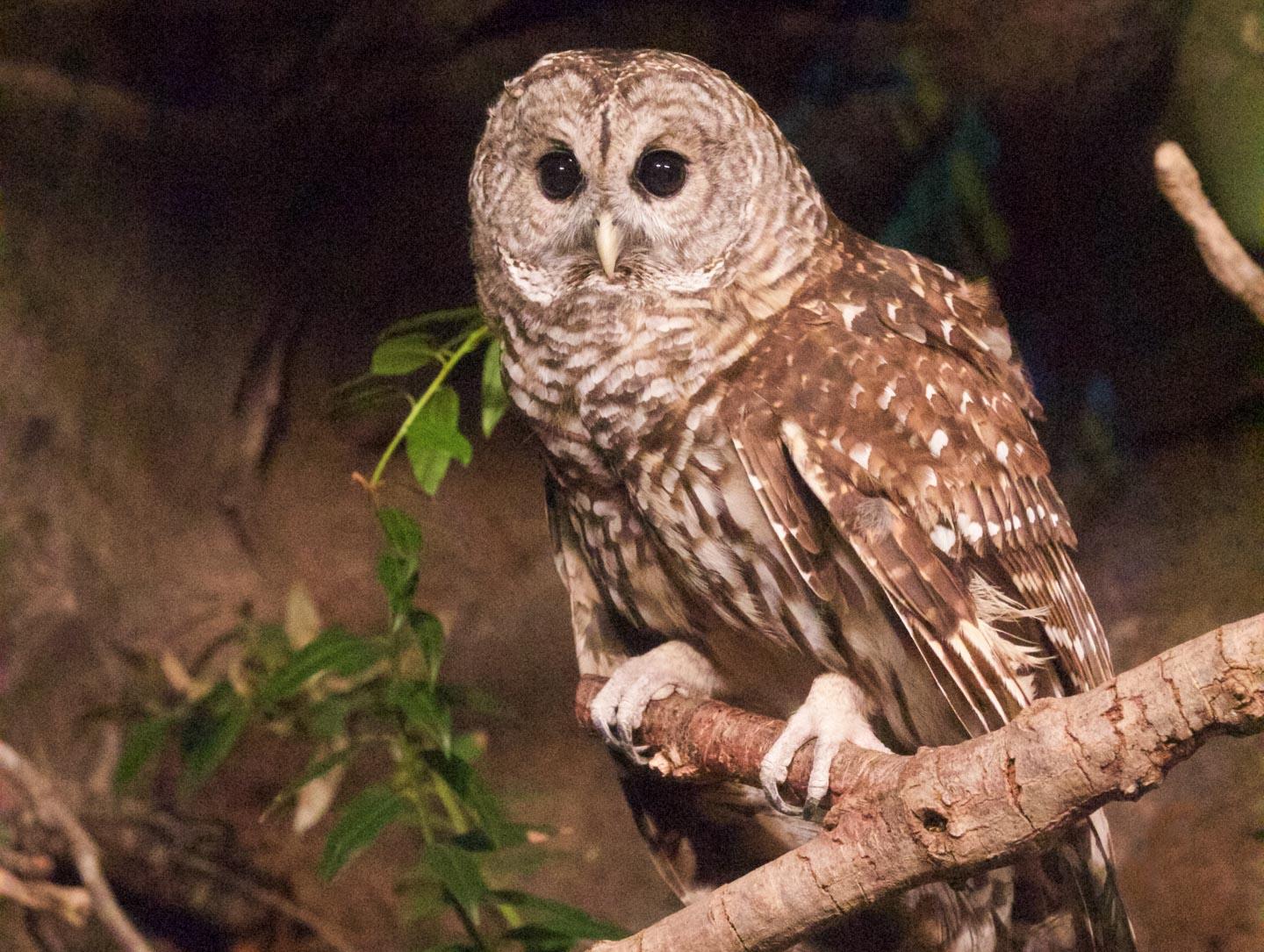 Barred Owl | North Carolina Zoo