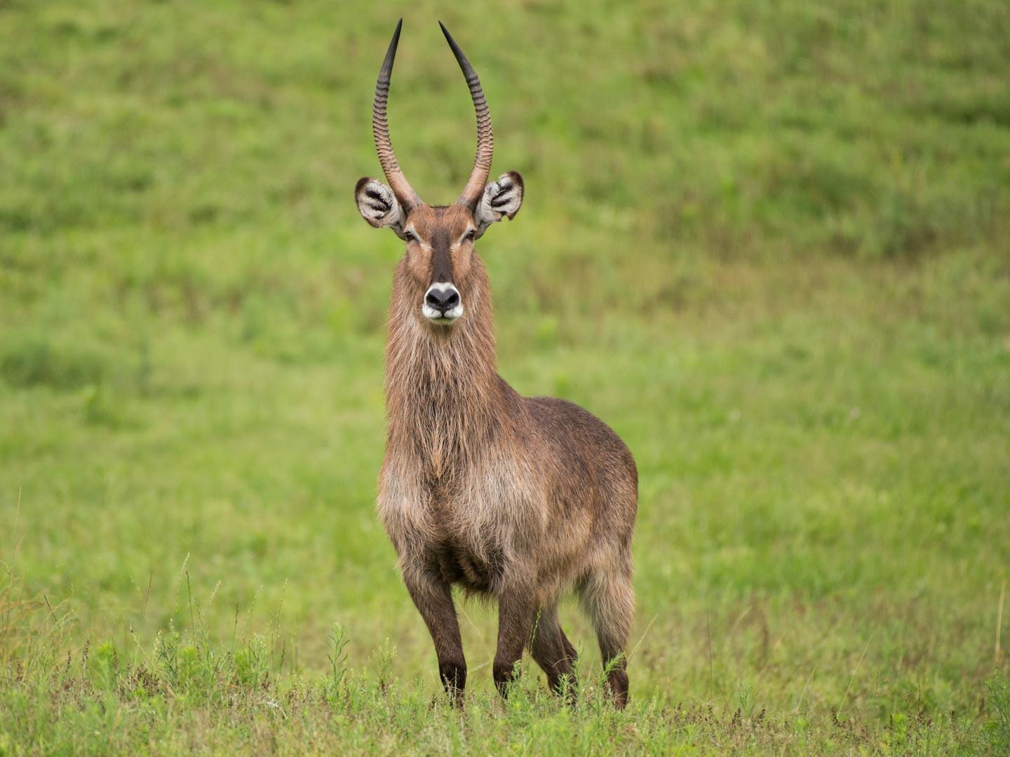 Waterbuck | North Carolina Zoo