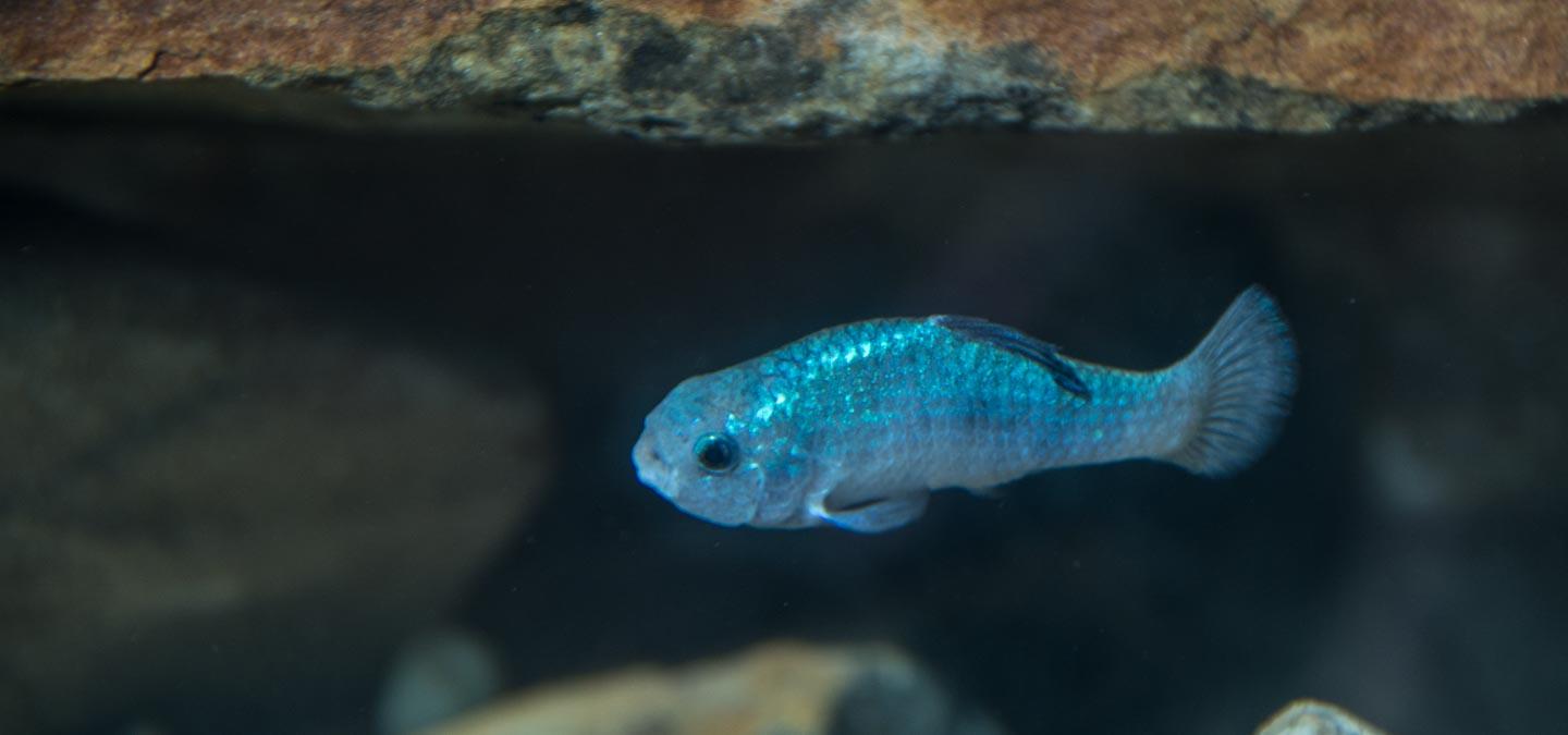 Desert Pupfish | North Carolina Zoo