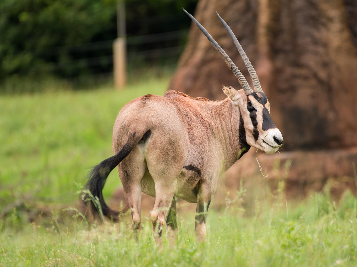 Fringe Eared Oryx