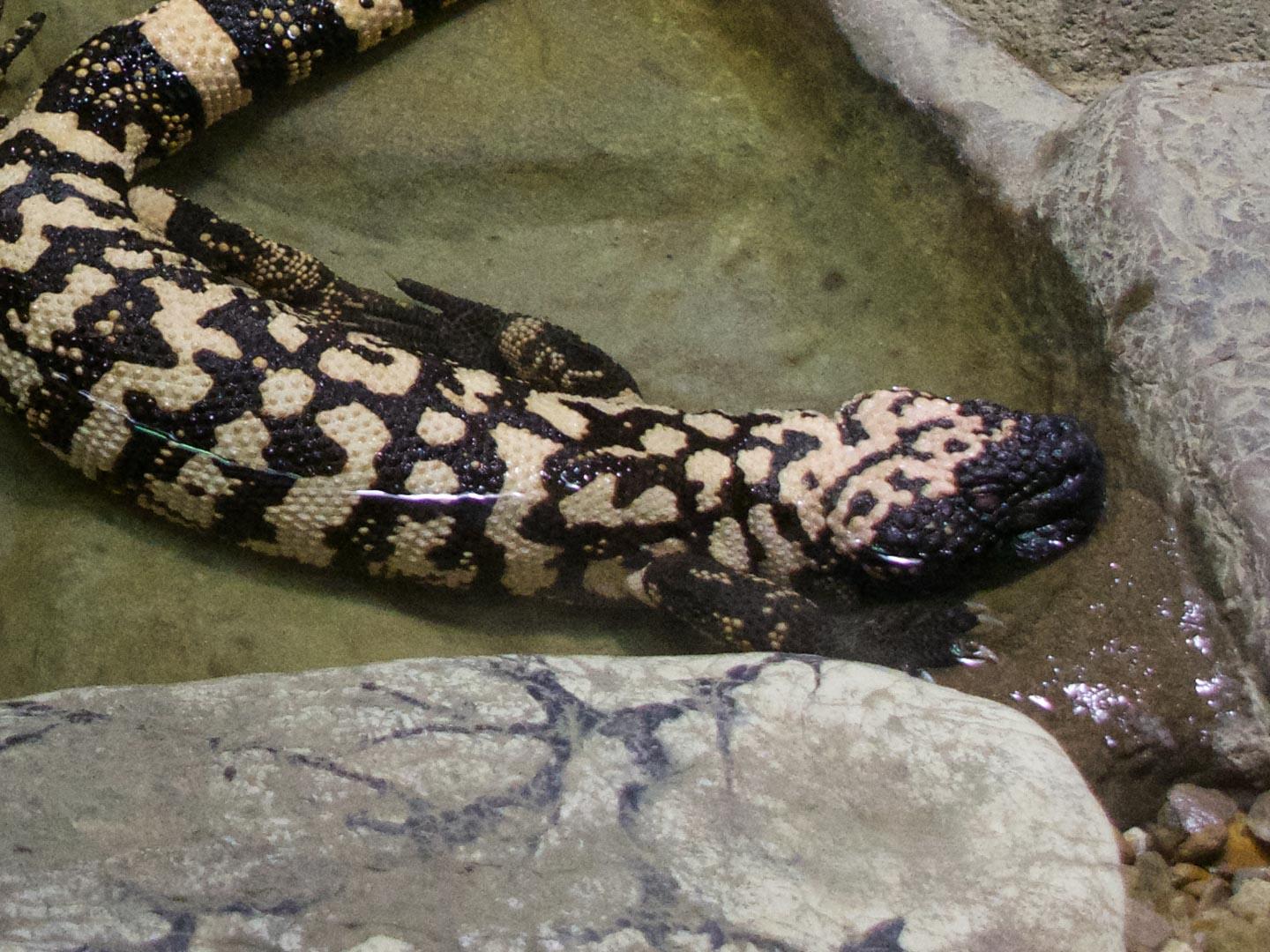 Gila Monster | North Carolina Zoo
