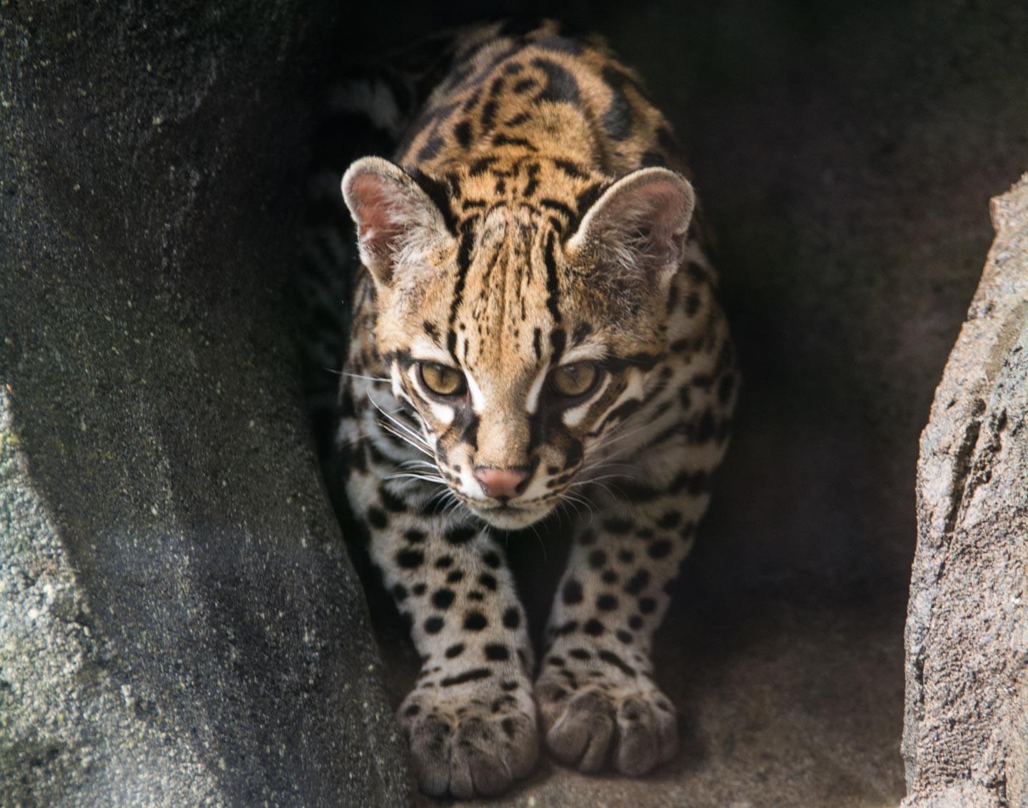 What Is A Ocelots Behavior