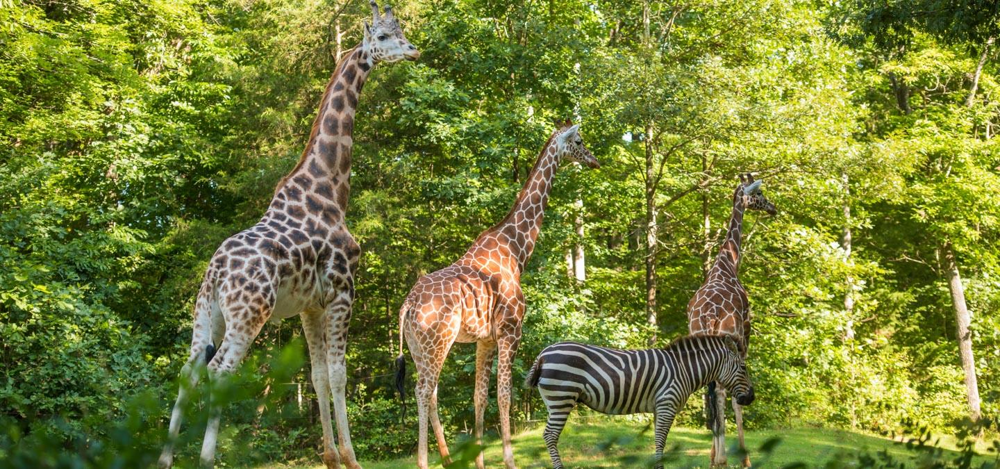 Zebras And Giraffes Together
