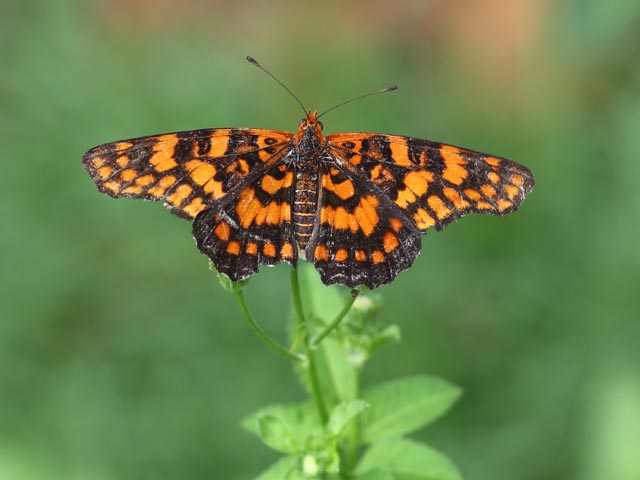 Safeguarding the Puerto Rican Harlequin Butterfly | North Carolina Zoo
