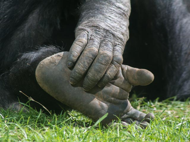 Ape Hand