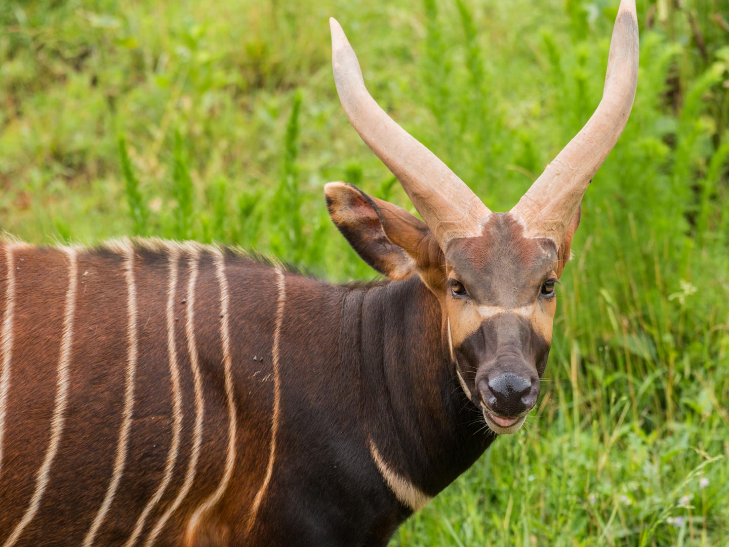 Bongo | North Carolina Zoo