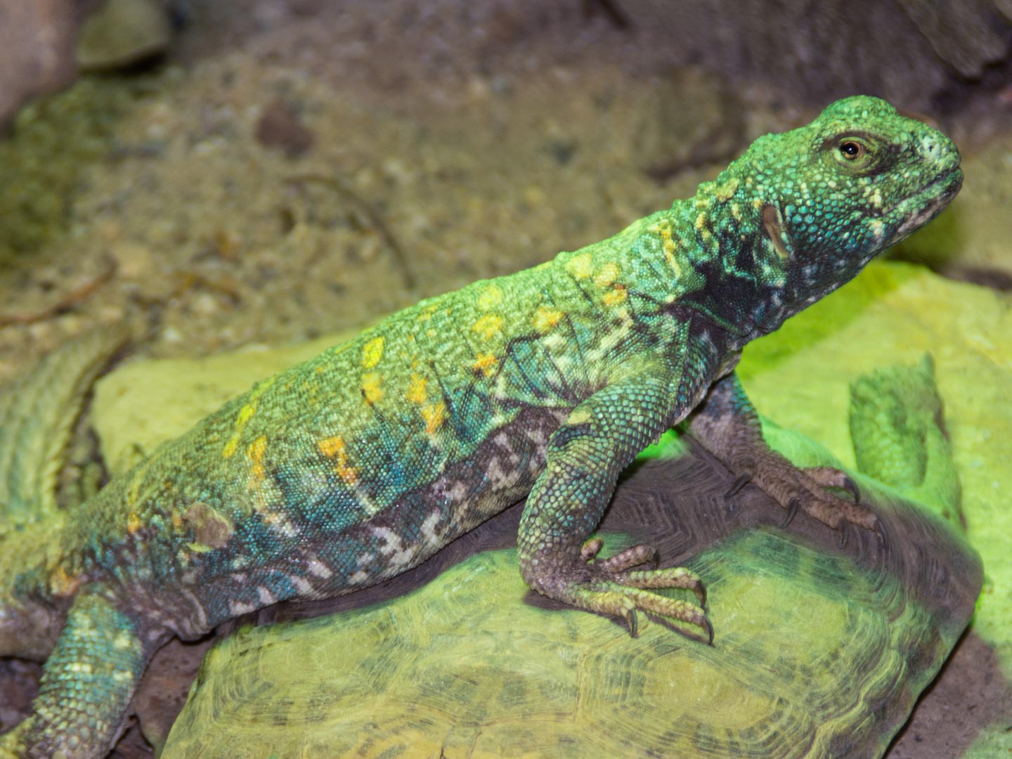 Ornate Uromastyx | North Carolina Zoo