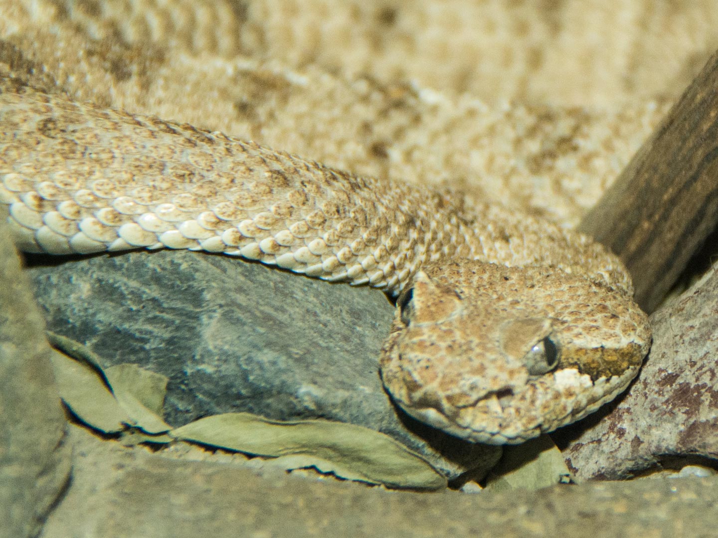 Sidewinder | North Carolina Zoo