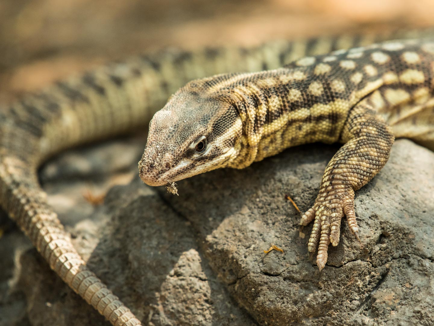 Spiny-tailed Monitor | North Carolina Zoo
