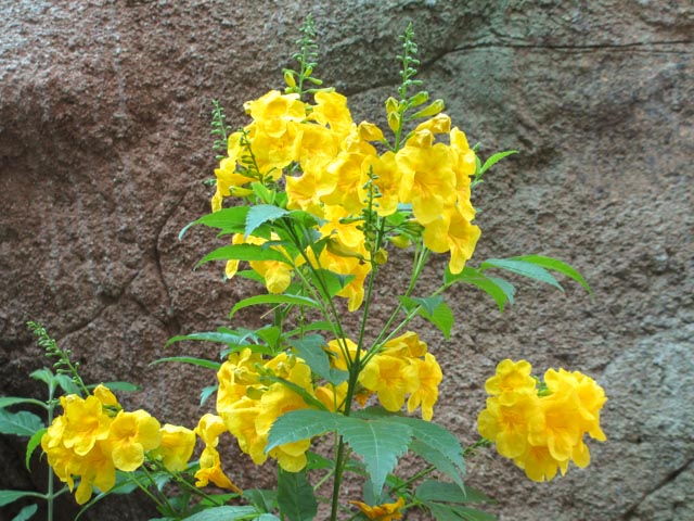 Arizona Yellowbells | North Carolina Zoo