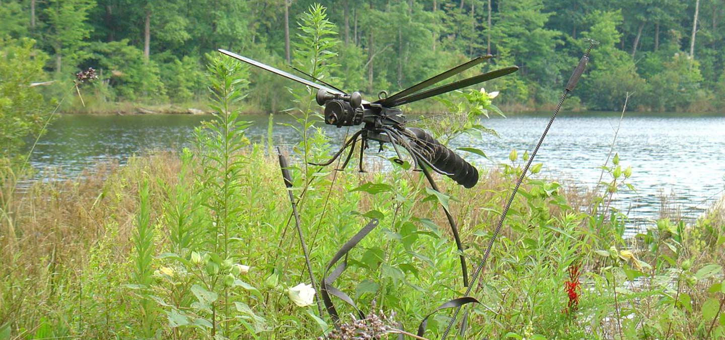Lisa’s Dragonfly | North Carolina Zoo