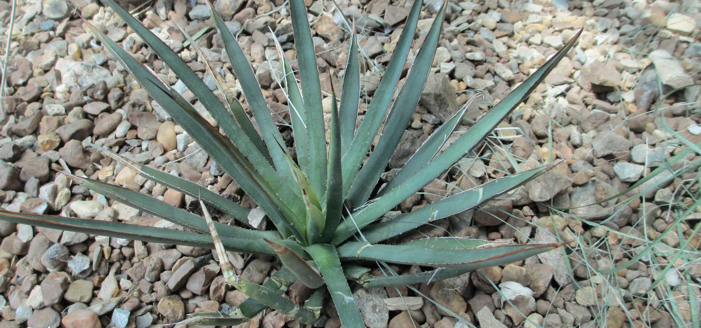 Arizona Agave | North Carolina Zoo
