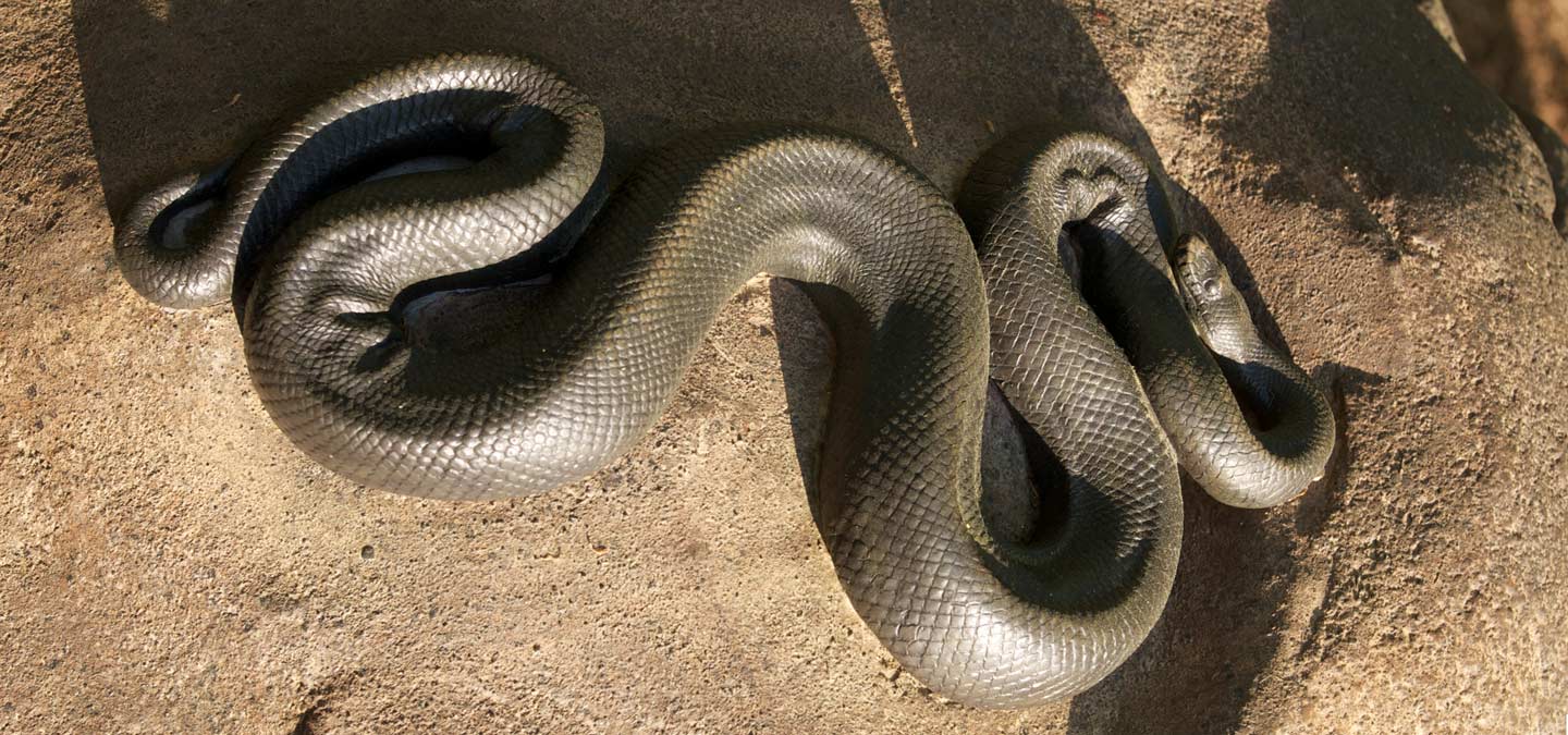 Ball Python | North Carolina Zoo