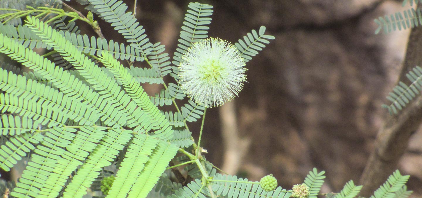 Feather Bush | North Carolina Zoo