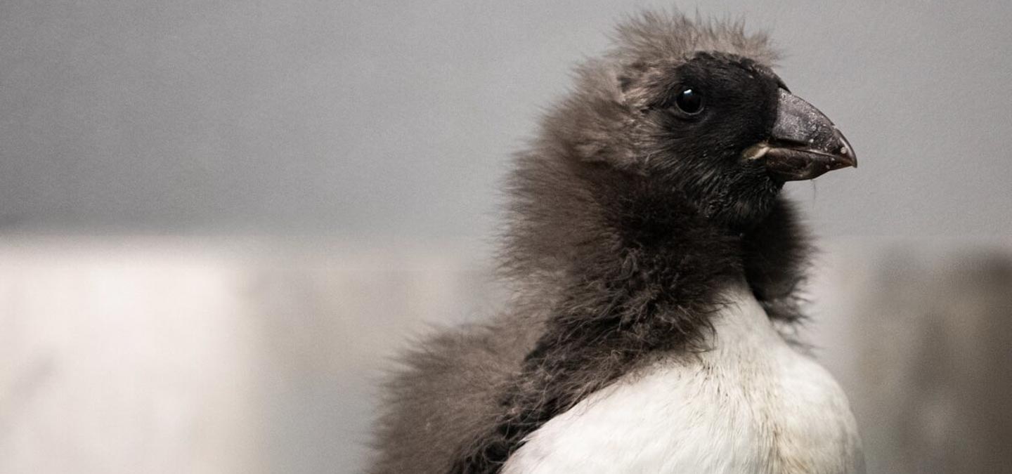 Puffin Chicks Named | North Carolina Zoo
