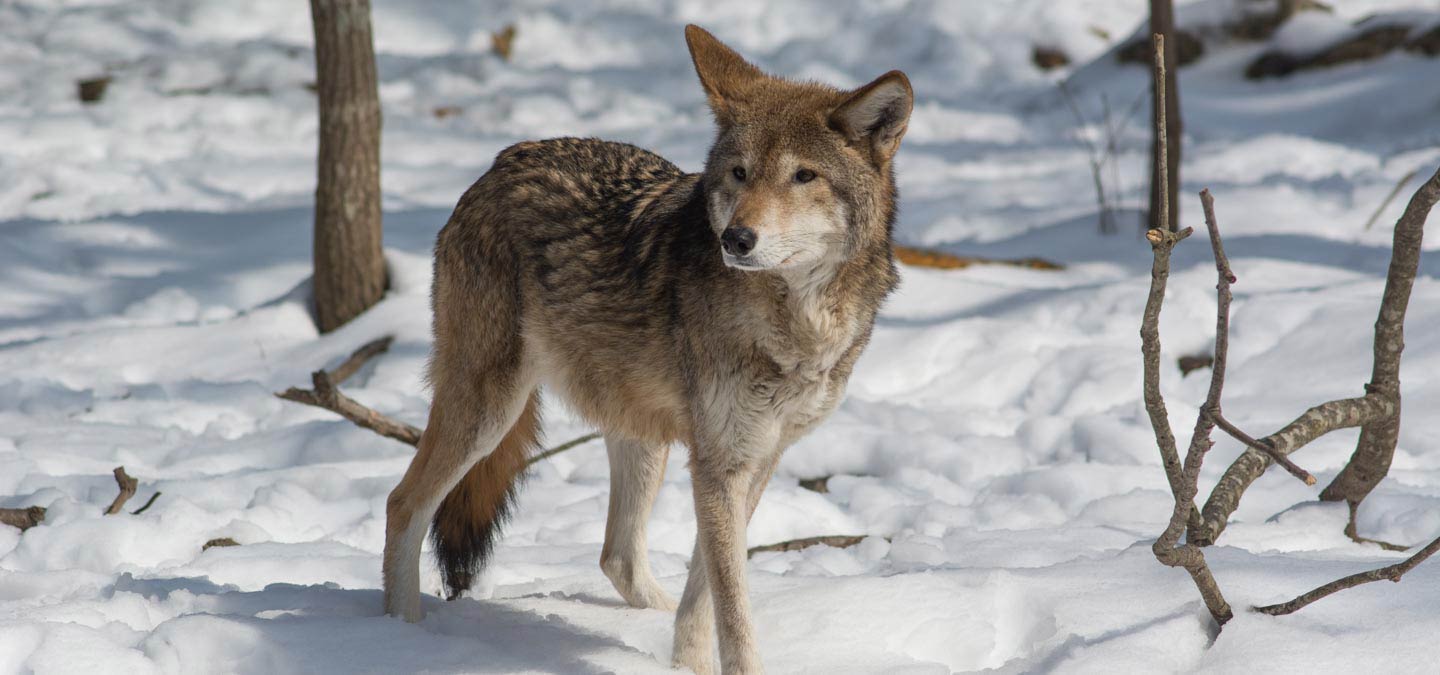 The American Red Wolf – Excerpt from Alive Magazine - Winter 2019 ...
