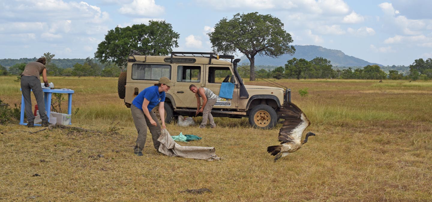 Catch a Vulture by the Toe: The Taming of the Vulture | North Carolina Zoo