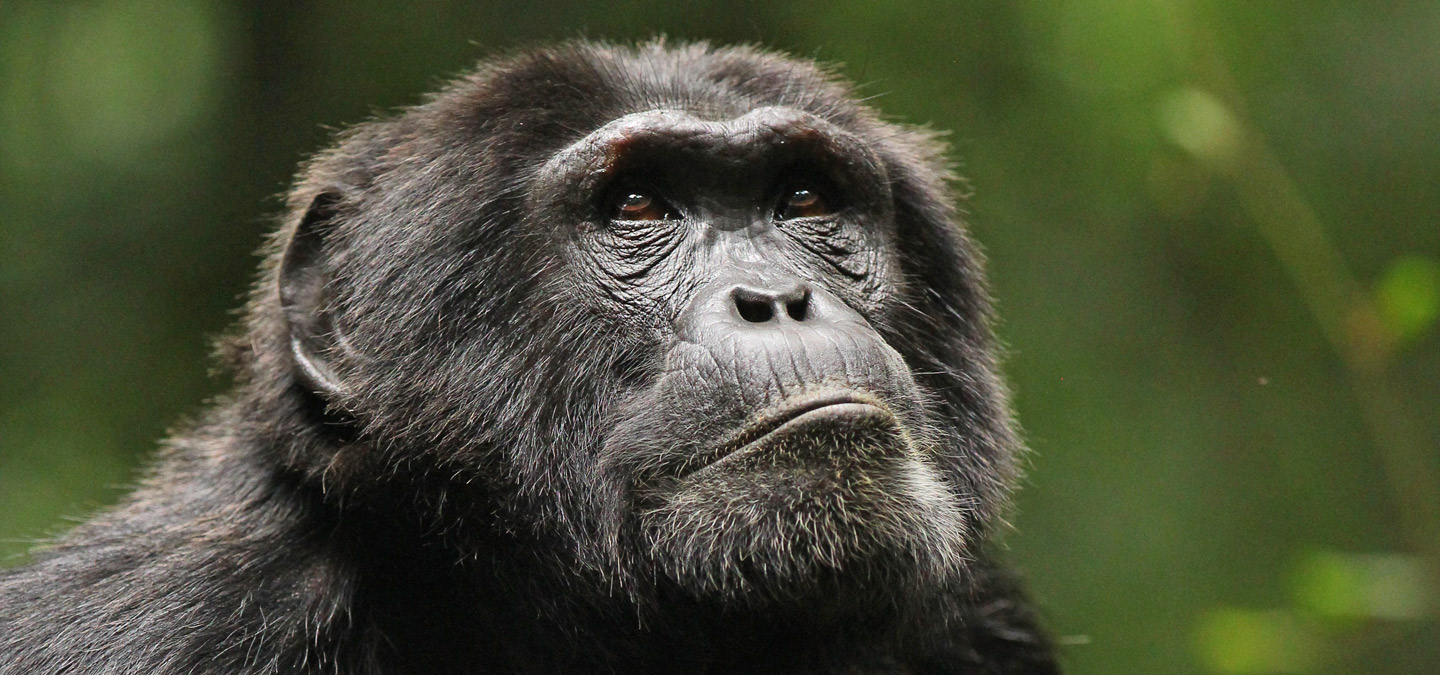 At the Front Lines: Removing Snares to Protect Chimpanzees | North ...