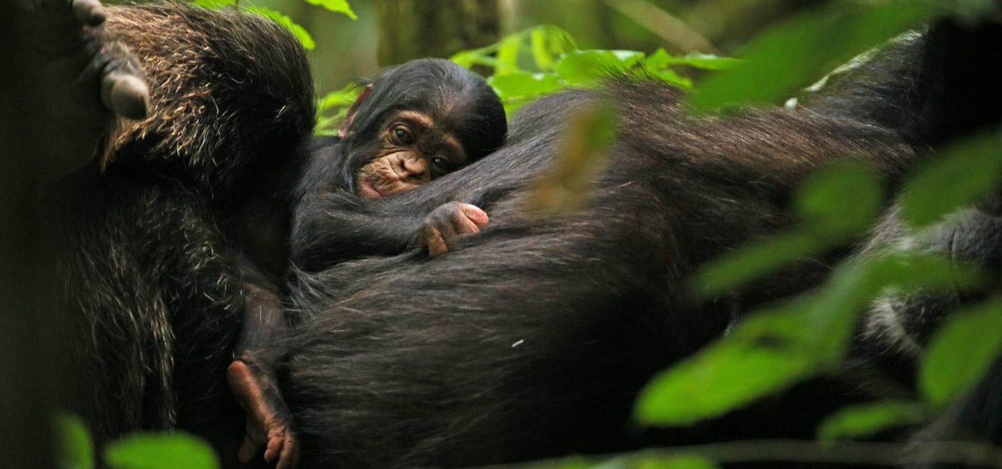 At the Front Lines: A Chimpanzee Vet's Last Intervention | North ...