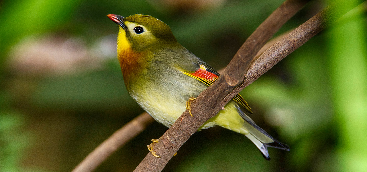 Pekin Robin Breeding | North Carolina Zoo