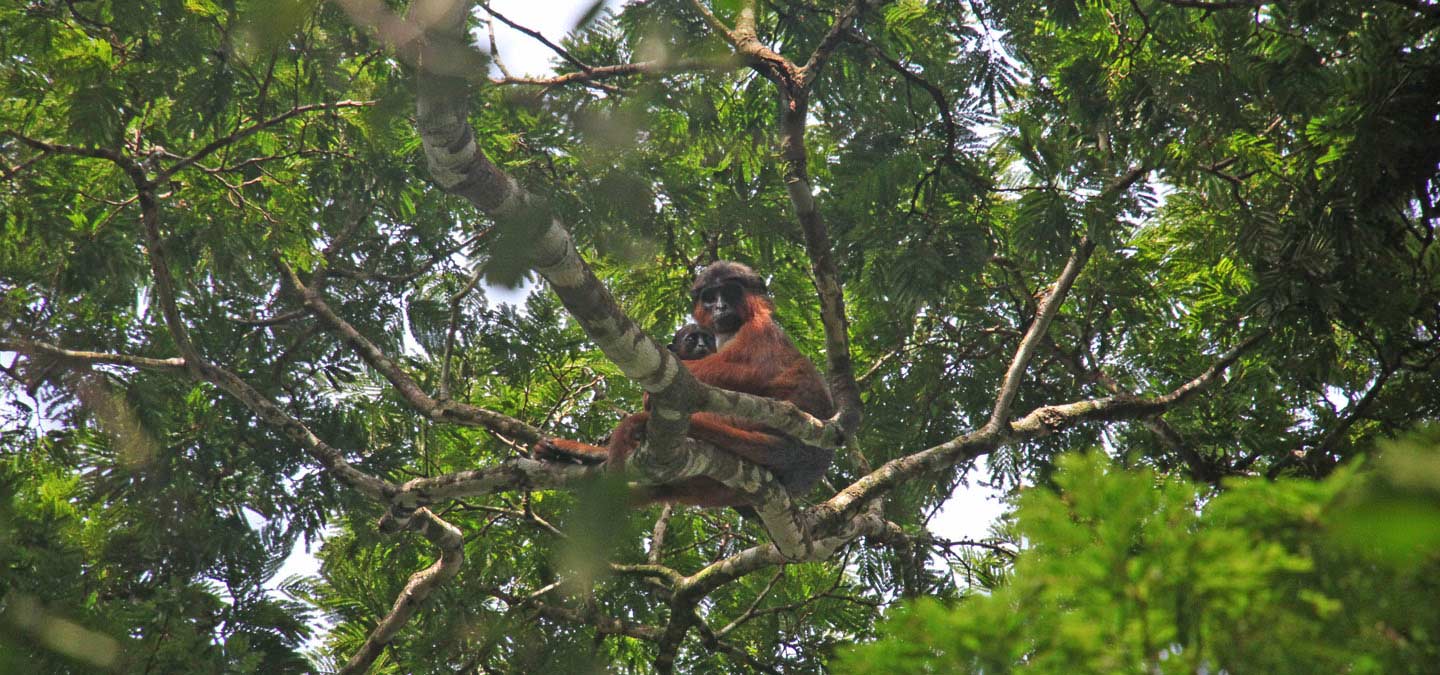 On the Frontlines: Protecting Preuss's Red Colobus Monkey in Nigeria ...