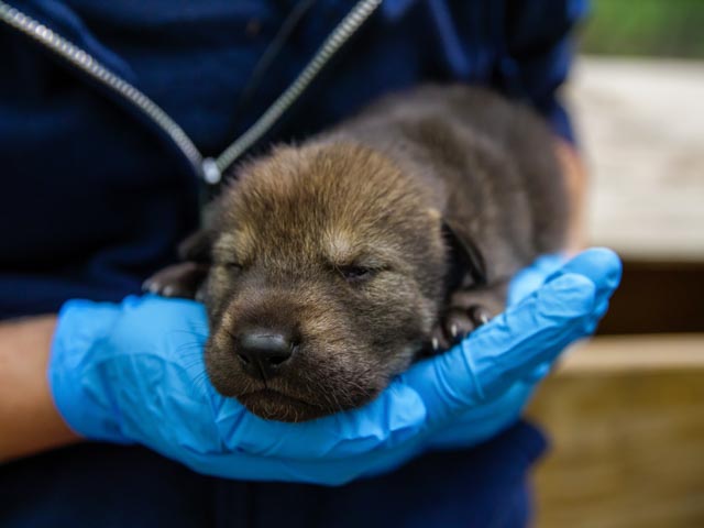 Red Wolf Hunting Pack