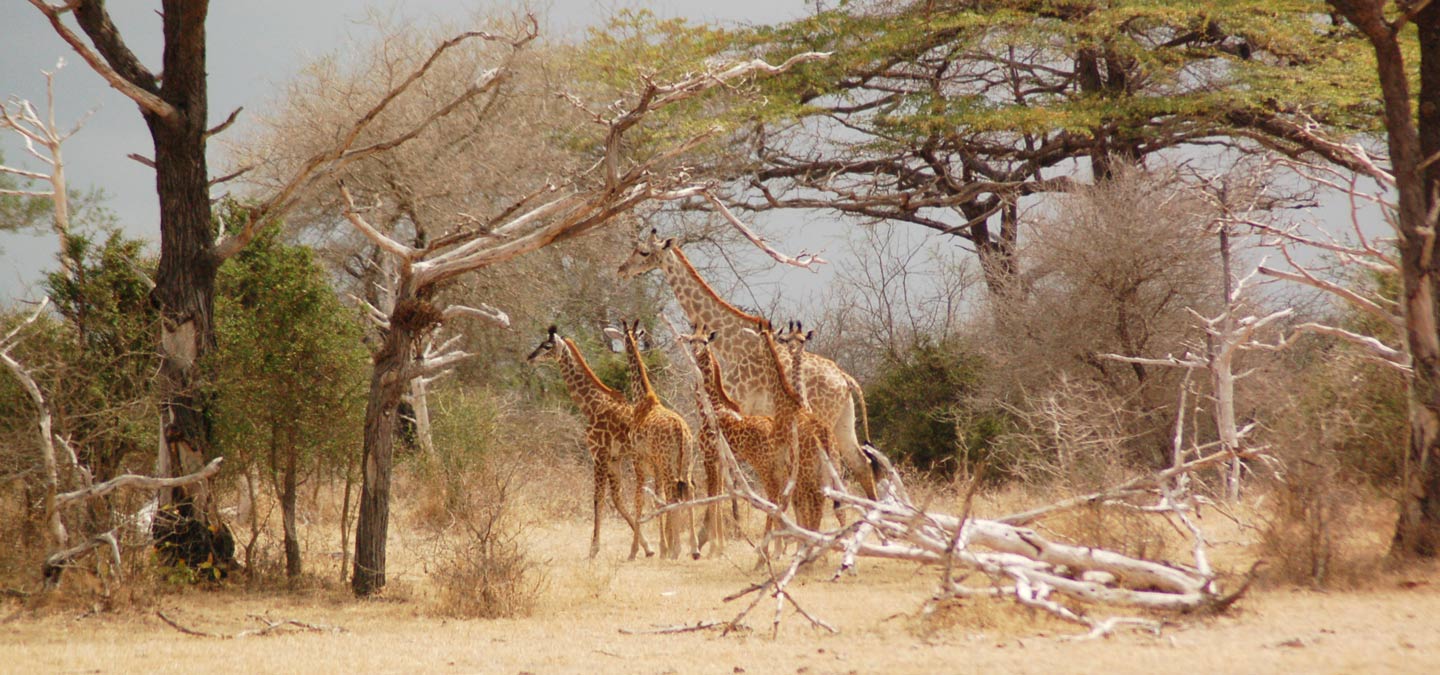 Giraffe Social Systems: Friends in High Places | North Carolina Zoo