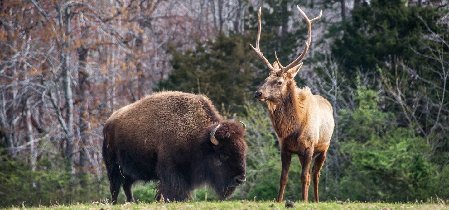 Prairie Habitat | North Carolina Zoo