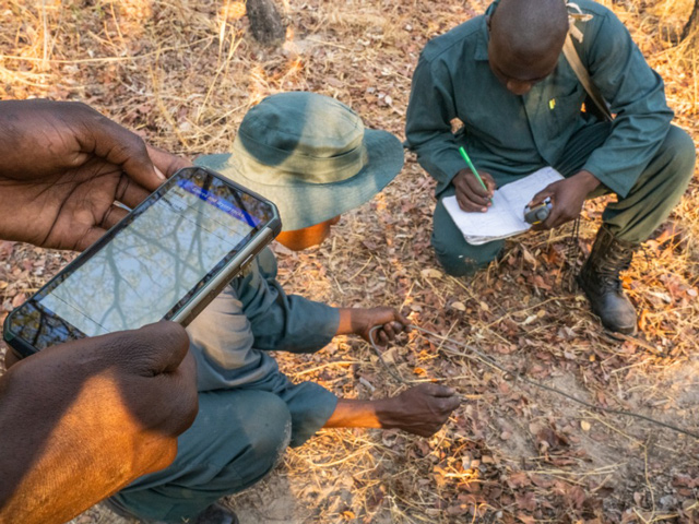 World Ranger Day 2021: Conservation During COVID | North Carolina Zoo
