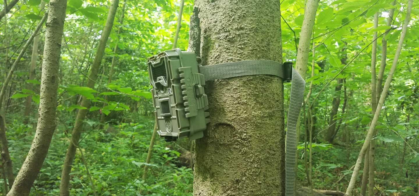 Camera Trapping for Conservation | North Carolina Zoo