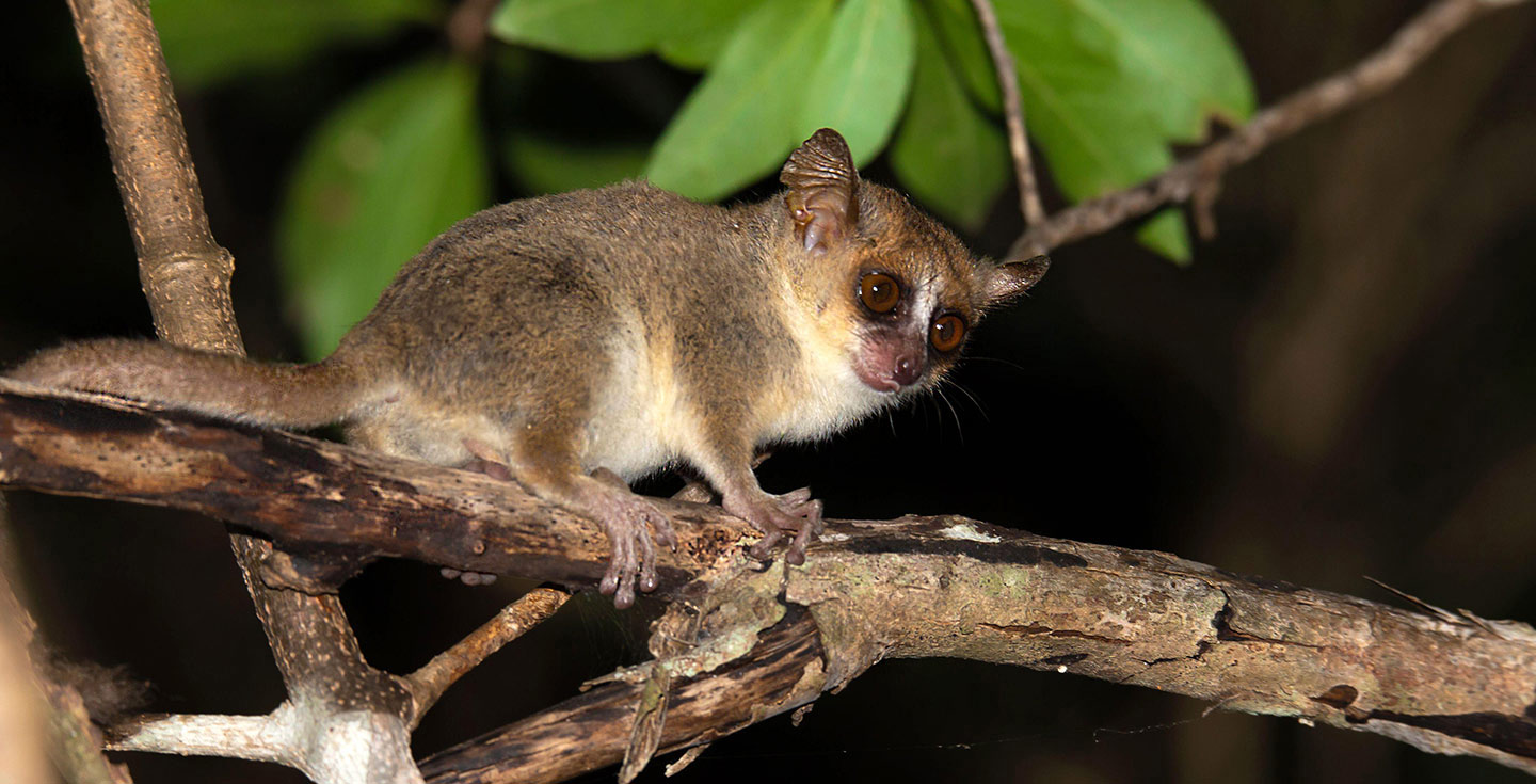 Mouse Lemur