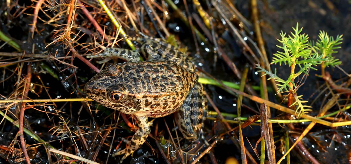 Conservation Update: Saving the Gopher Frog | North Carolina Zoo