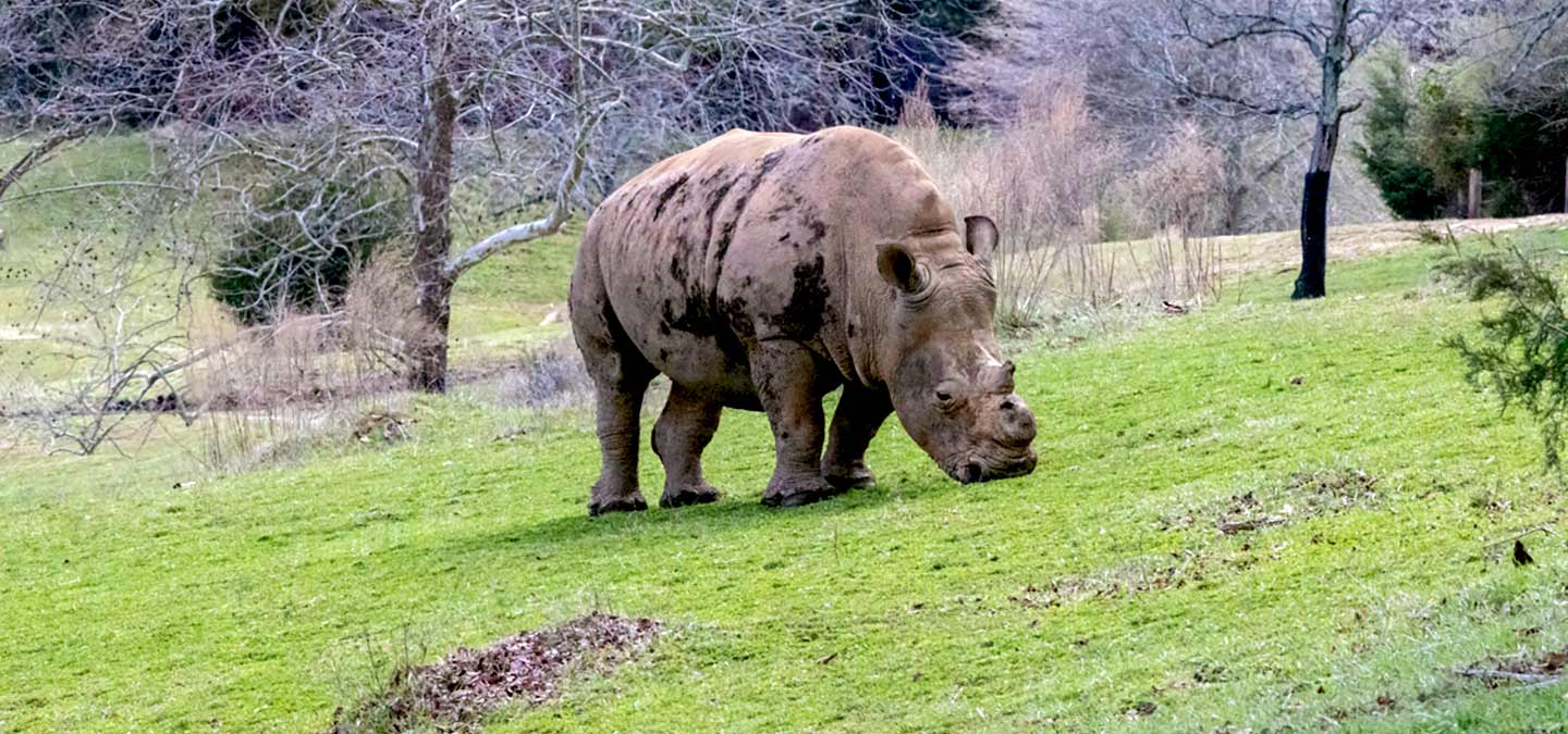 Abby the Rhino's New Look | North Carolina Zoo