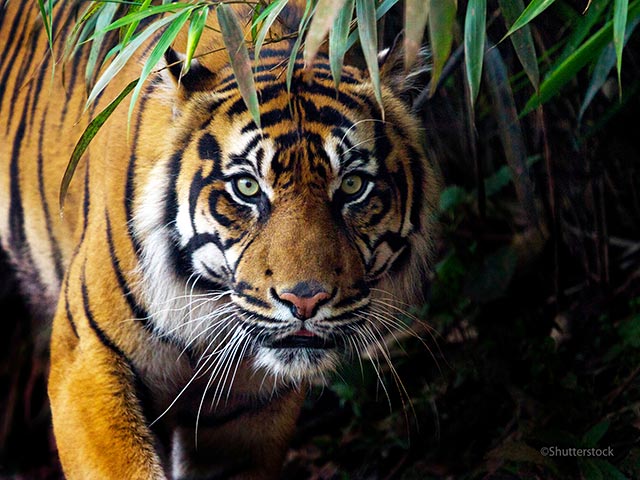 Asia Continent - Zoo Expansion | North Carolina Zoo