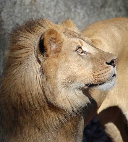 Meet Haji - North Carolina Zoo's New Lion | North Carolina Zoo