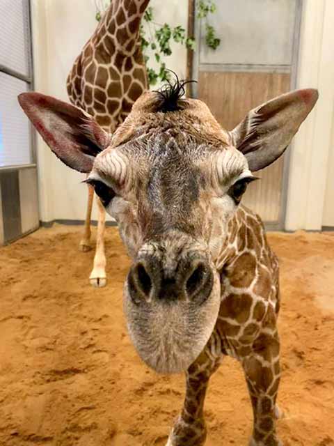 It’s a boy! North Carolina Zoo Welcomes a Giraffe Calf | North Carolina Zoo