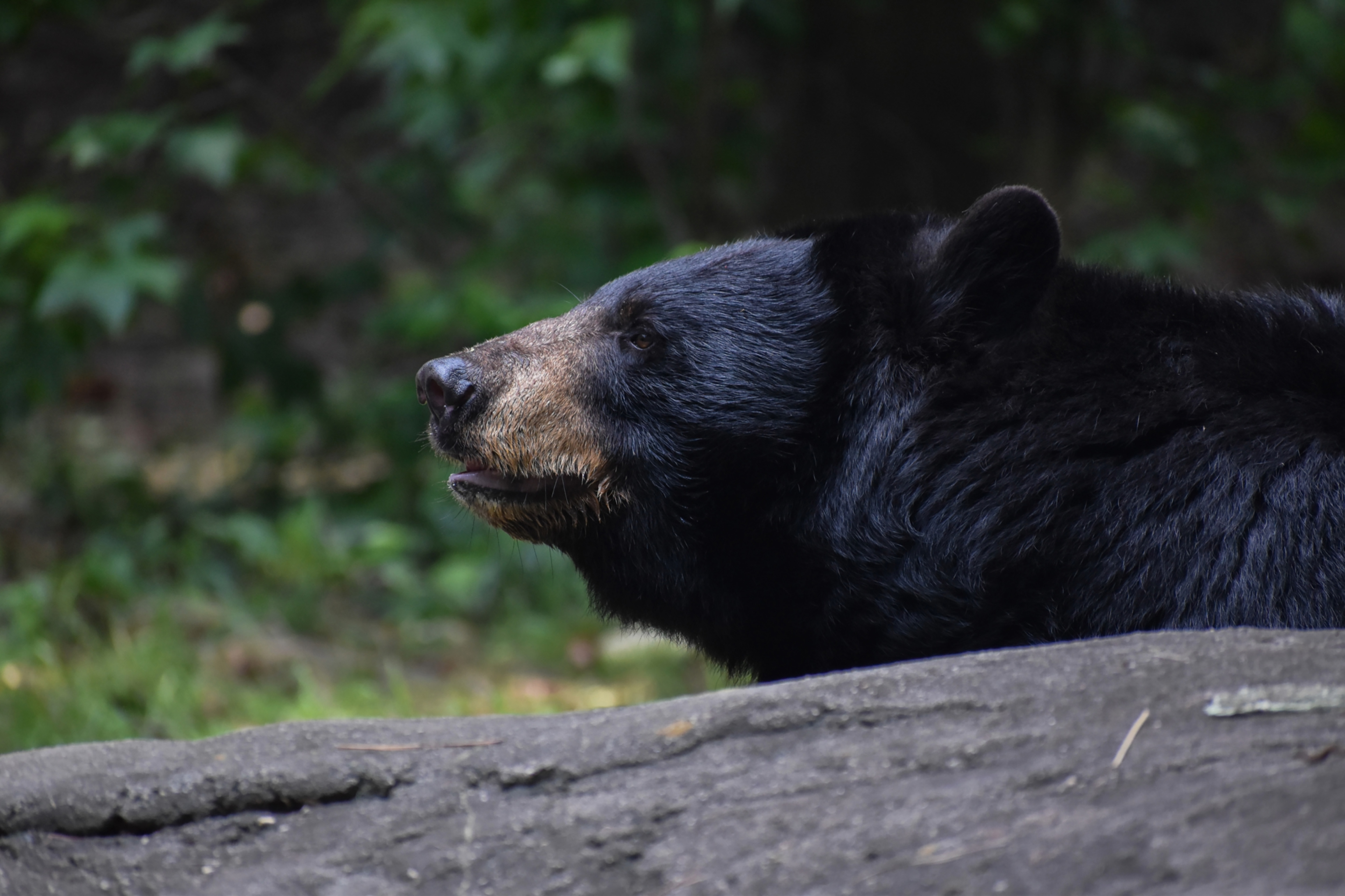 Black Bear Habitat | North Carolina Zoo