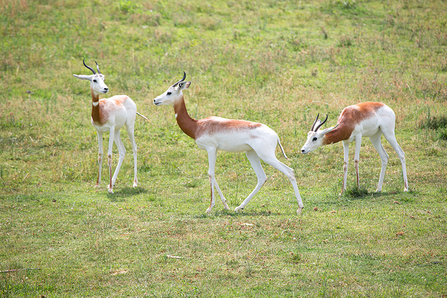Addra Gazelle | North Carolina Zoo