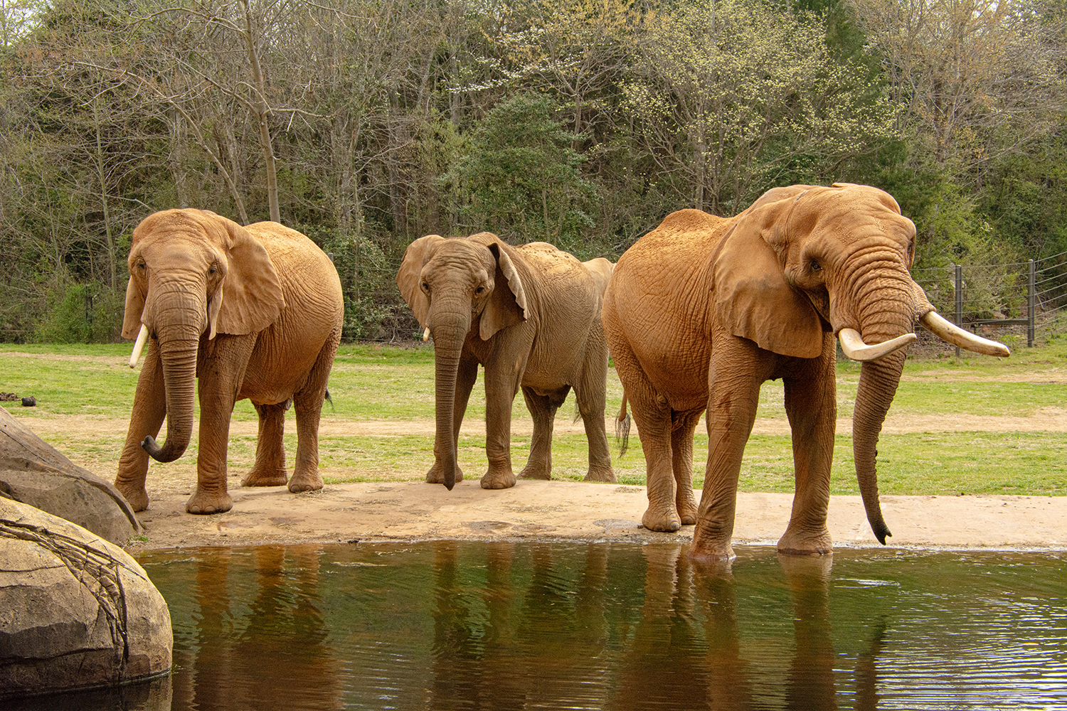 North African Elephant