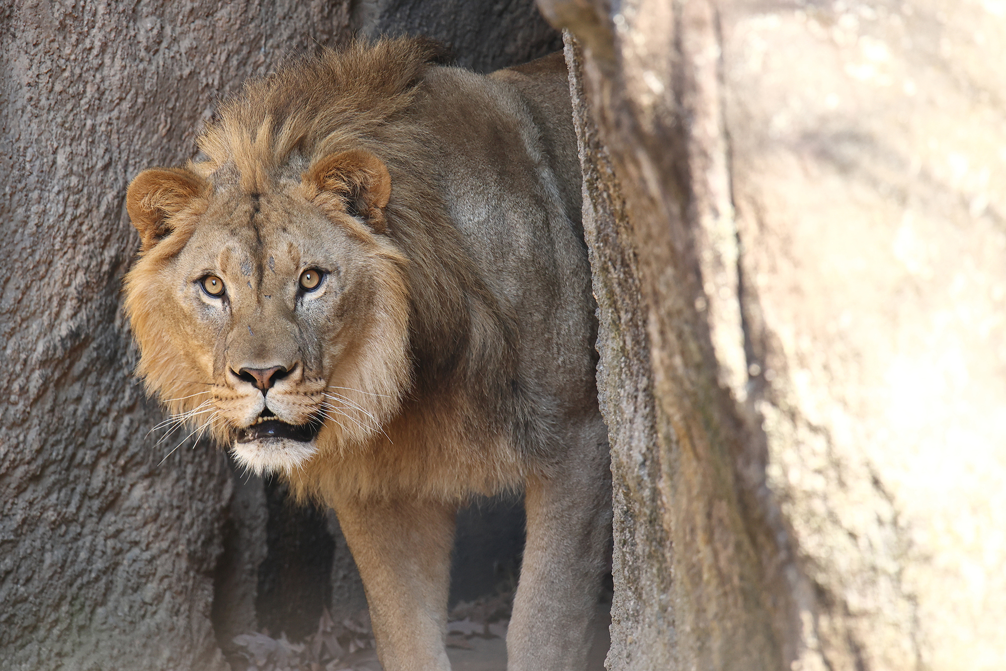 African Lion | North Carolina Zoo