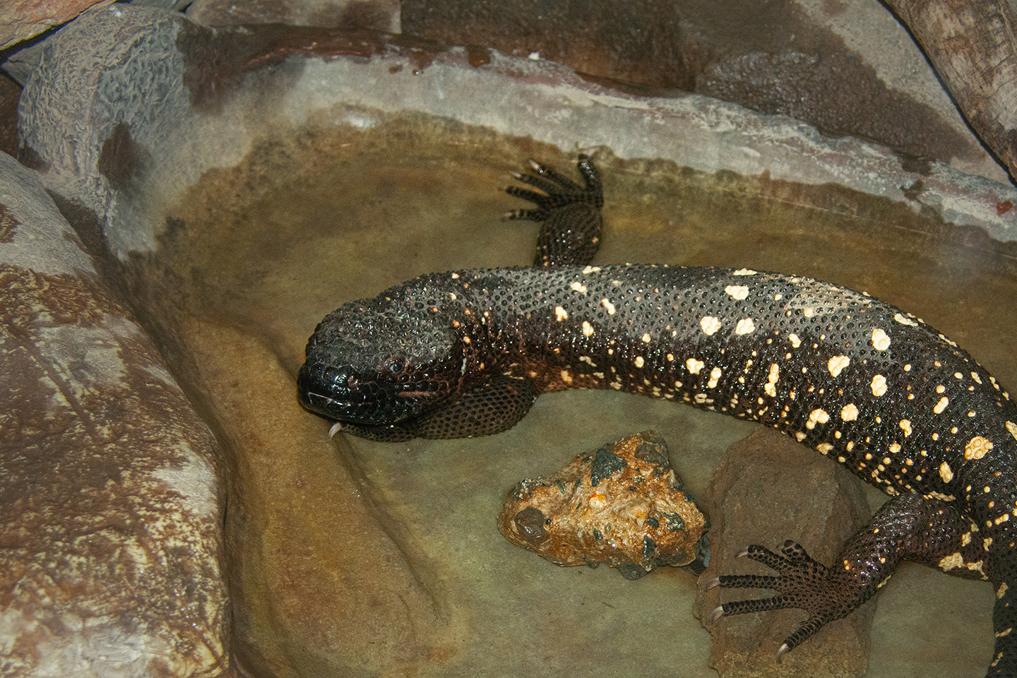 Beaded Lizard | North Carolina Zoo