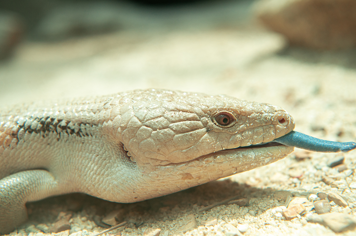 Blue-tongued Skink | North Carolina Zoo