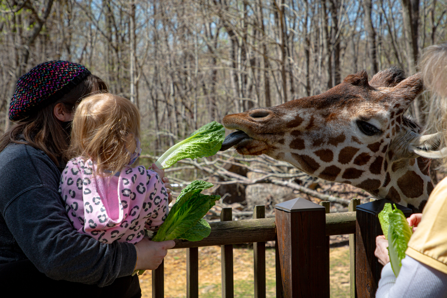 Become a Zoo Member | North Carolina Zoo