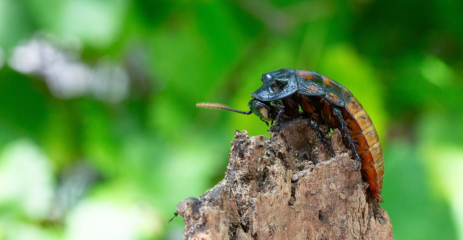 Madagascar Hissing Cockroach | North Carolina Zoo