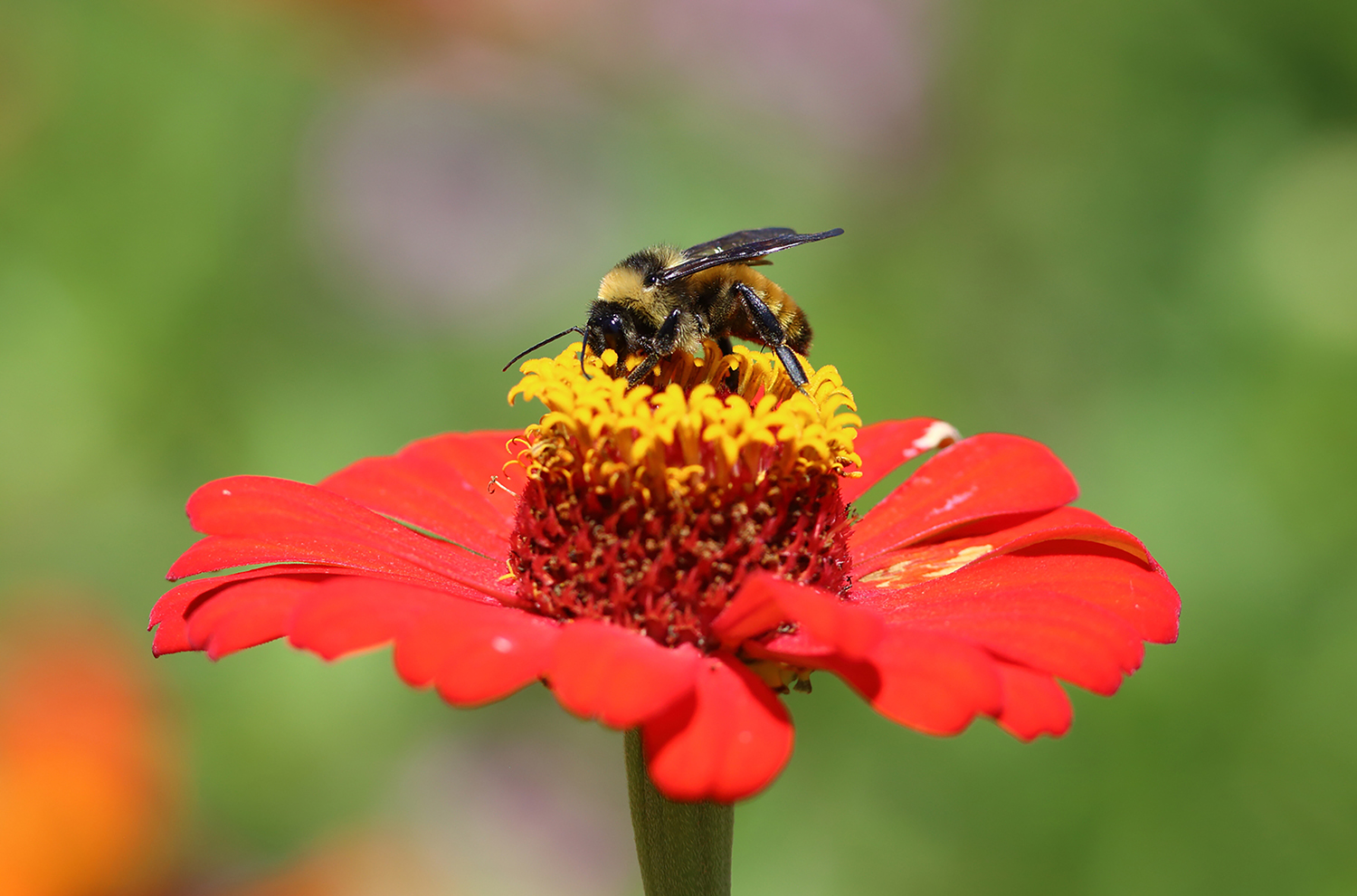 Honey Bee | North Carolina Zoo