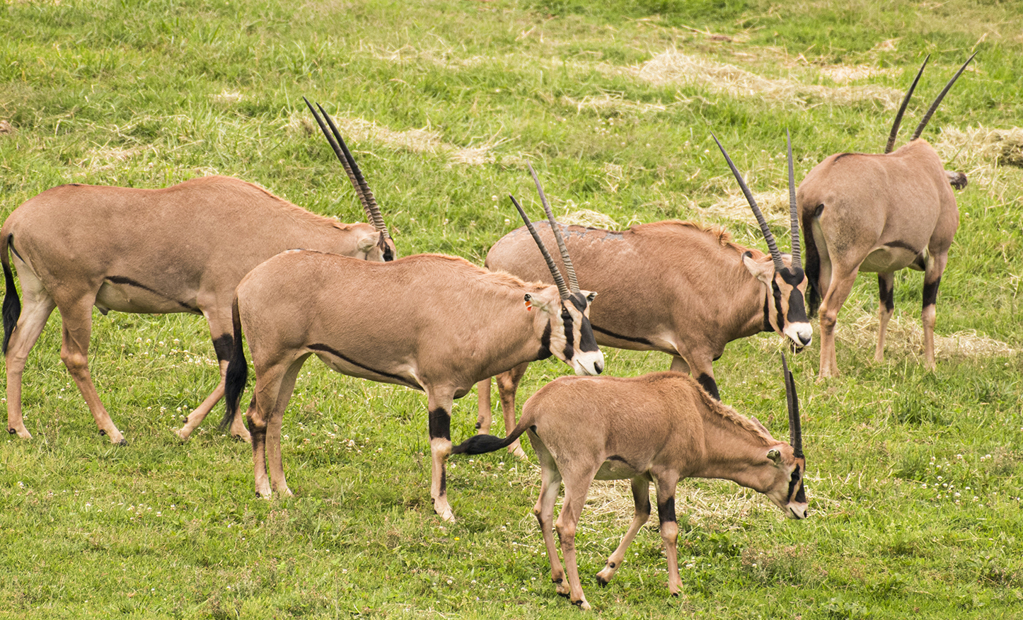 Fringe-eared Oryx | North Carolina Zoo
