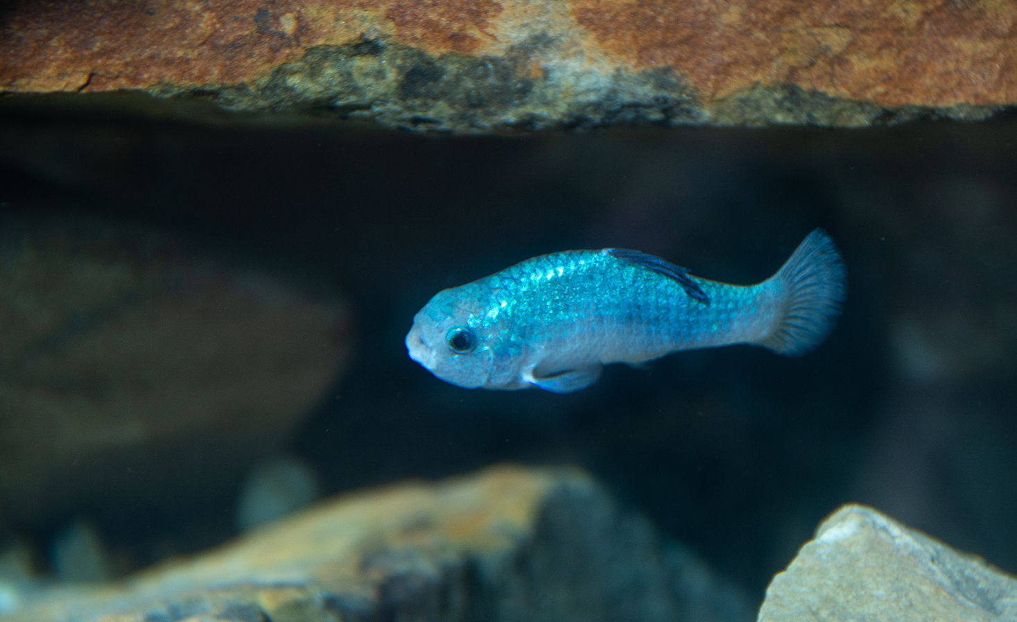 Desert Pupfish | North Carolina Zoo