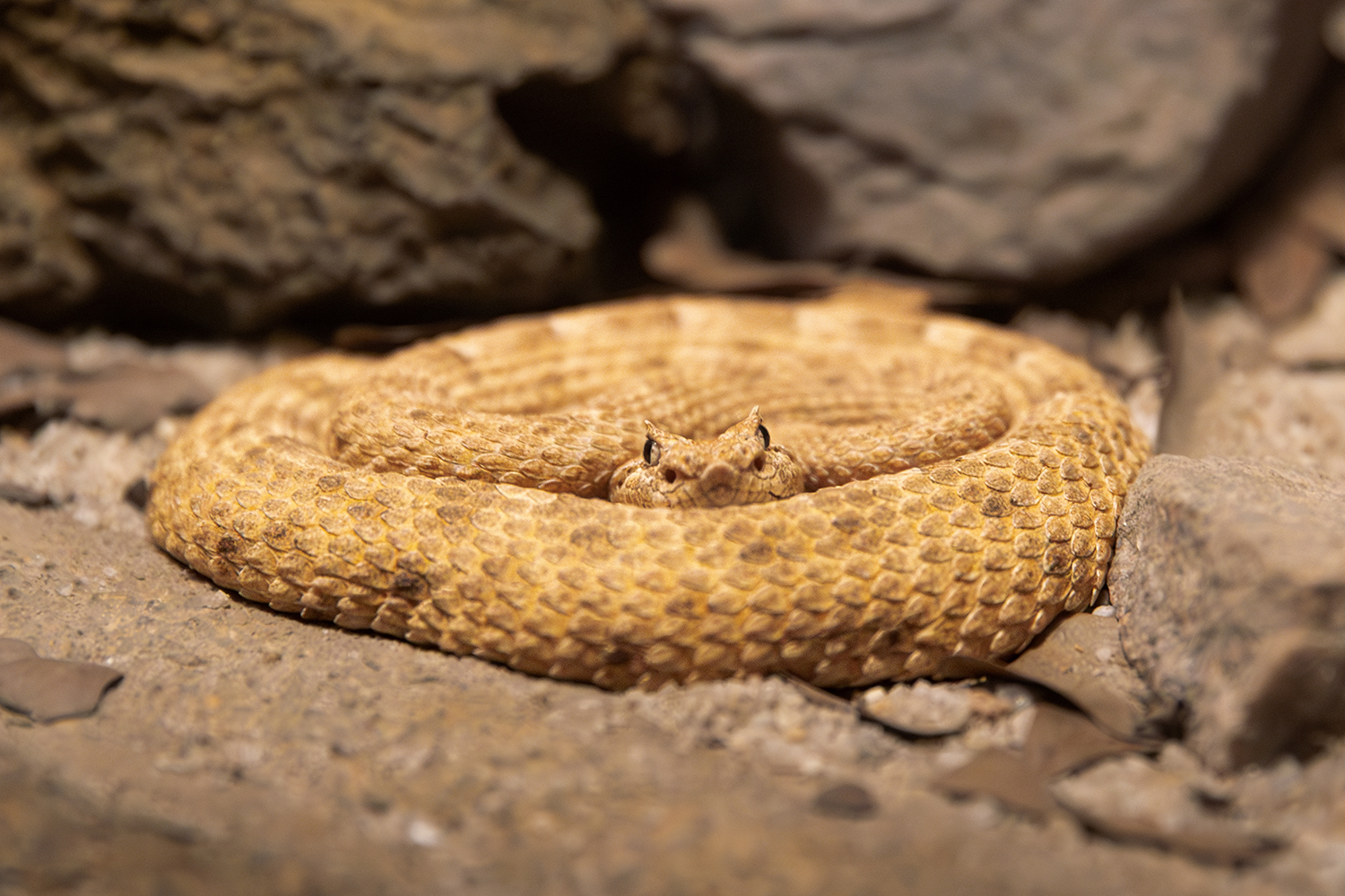 Sidewinder | North Carolina Zoo